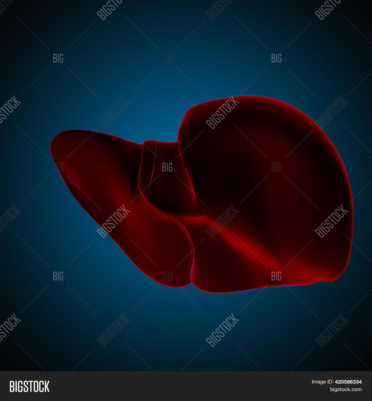 Liver 3D Illustration Image & Photo (Free Trial) | Bigstock