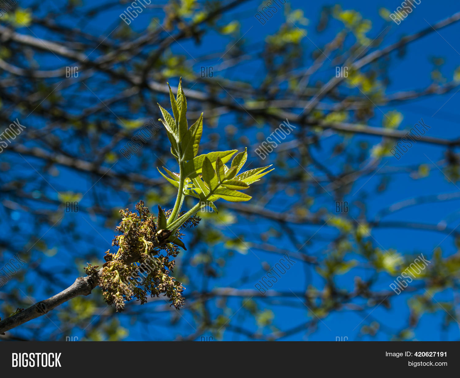 Leaf Buds Open On Image & Photo (Free Trial) | Bigstock