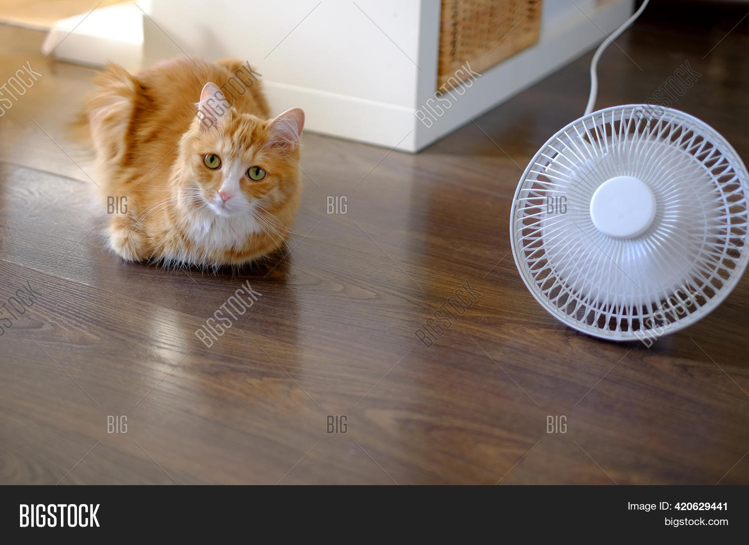 Cat Fan On Floor Home Image & Photo (Free Trial) | Bigstock