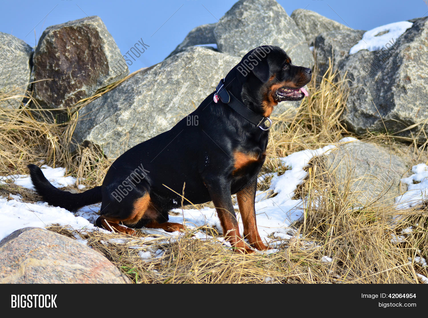 Profile Portrait Image & Photo (Free Trial) | Bigstock