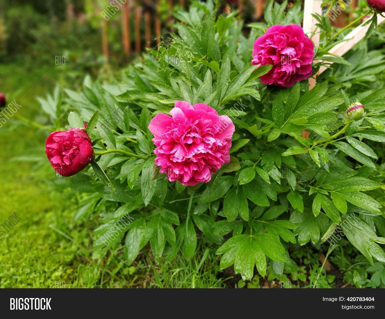 Young Peony Plant