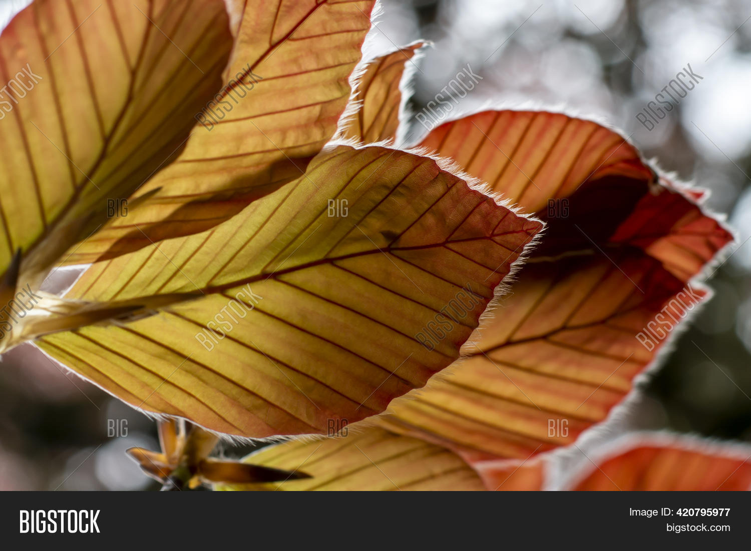 Copper Beech Tree ( Image & Photo (Free Trial) | Bigstock