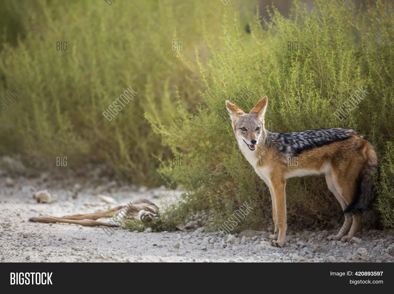 Black Backed Jackal Image & Photo (Free Trial) | Bigstock