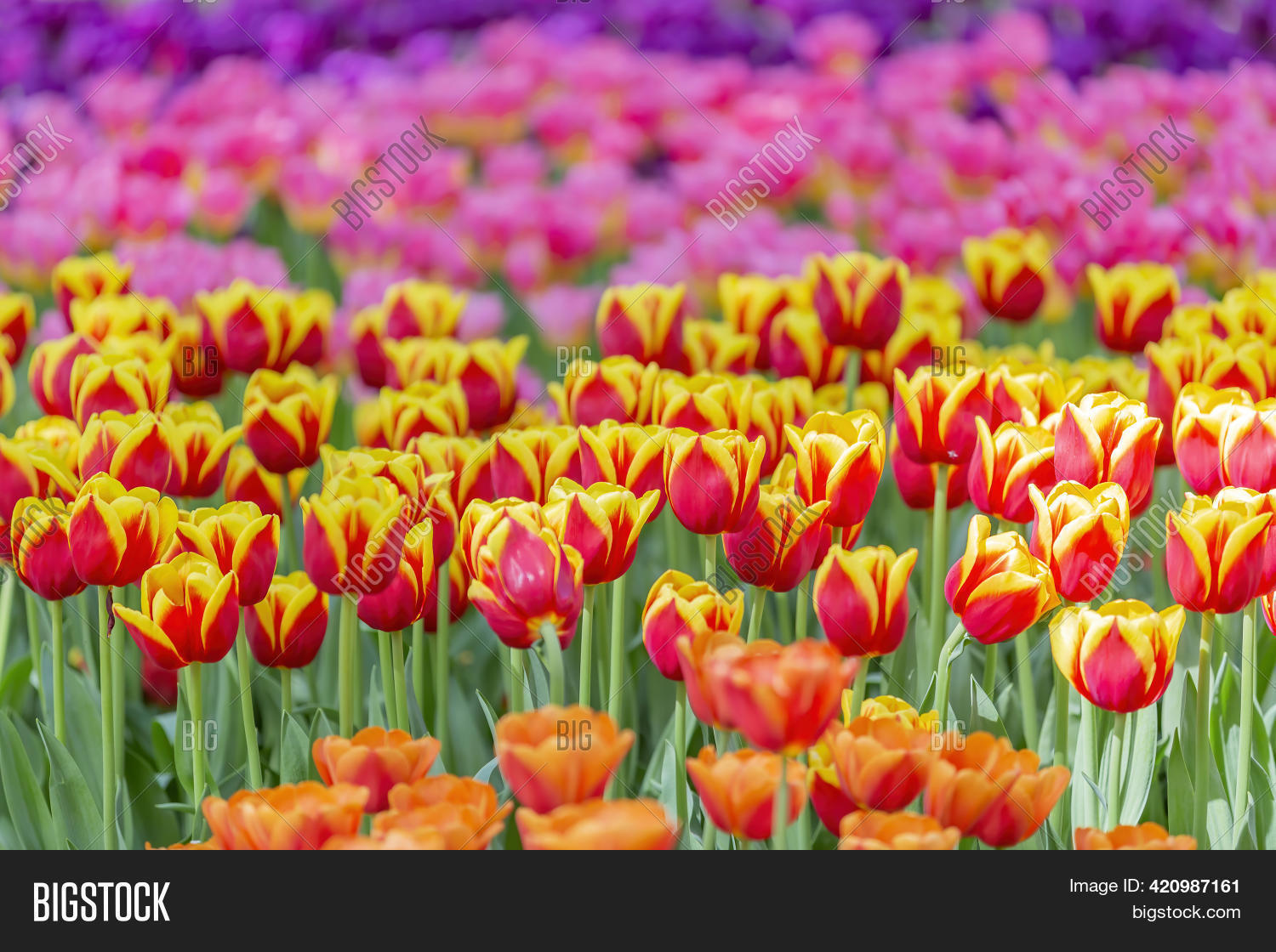 Bright Fresh Tulips Image & Photo (Free Trial) | Bigstock