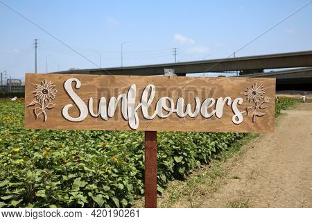 Sunflowers Sign. Field Image & Photo (Free Trial) | Bigstock