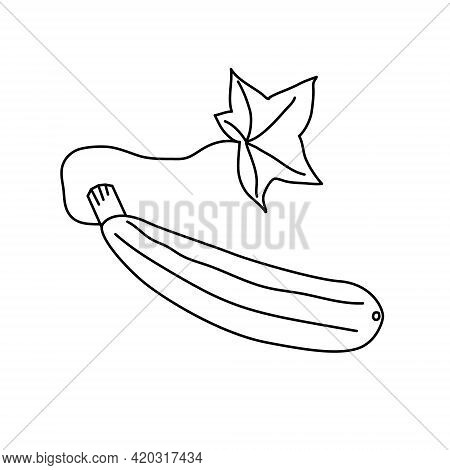 Zucchini Coloring Vector & Photo (Free Trial) | Bigstock