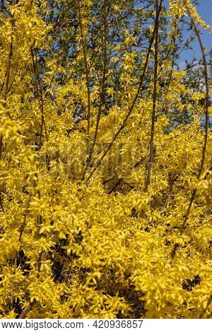 Forsythia Europaea Image & Photo (Free Trial) | Bigstock