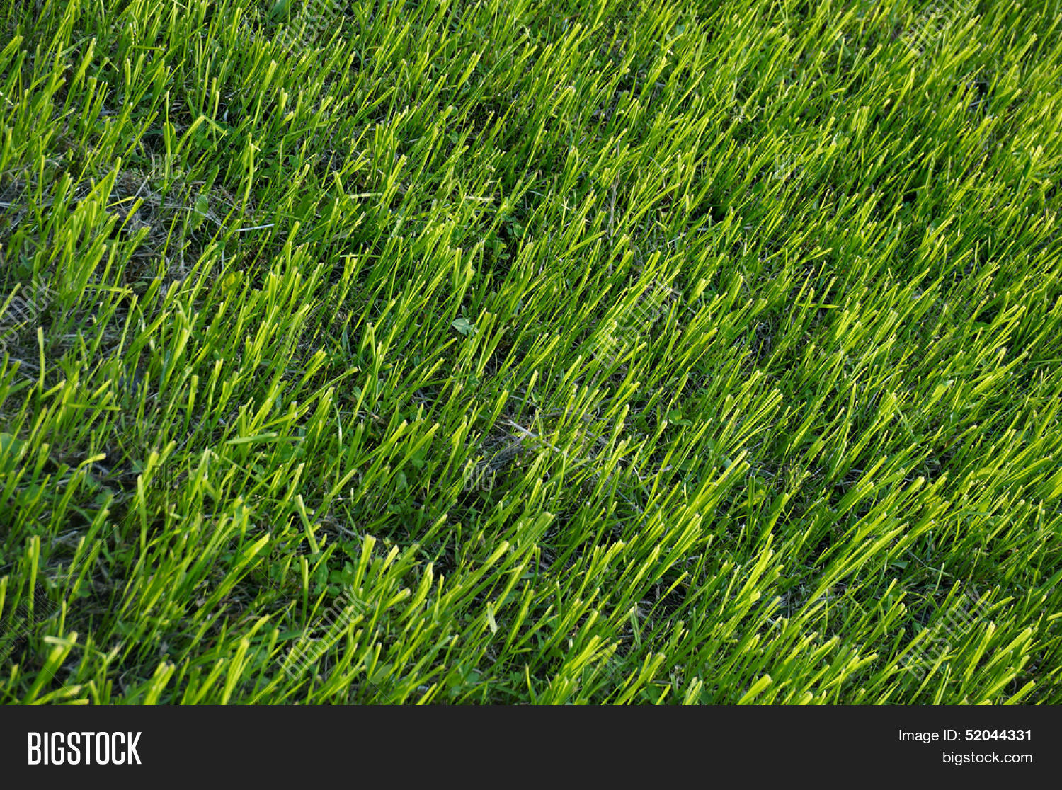 Natural Green Grass Image & Photo (Free Trial) | Bigstock
