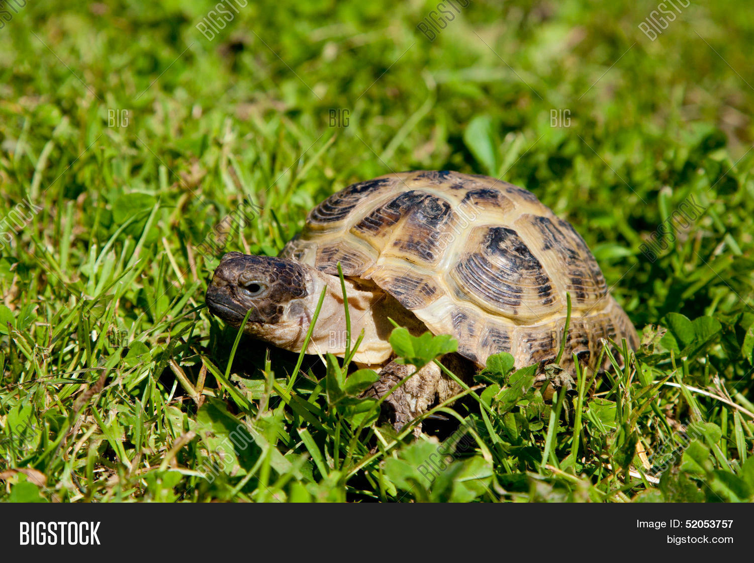 Turtle On Grass Image & Photo (Free Trial) | Bigstock