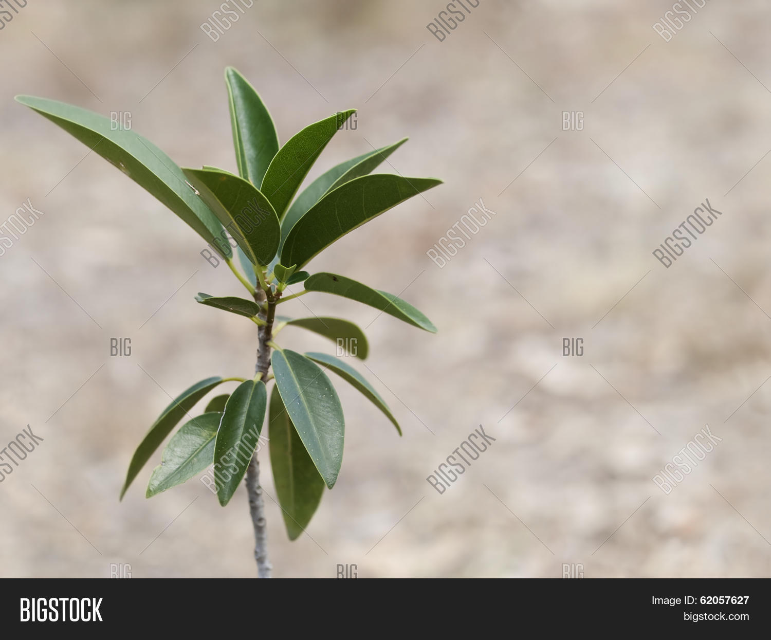 Australian Fig Tree Image & Photo (Free Trial) | Bigstock