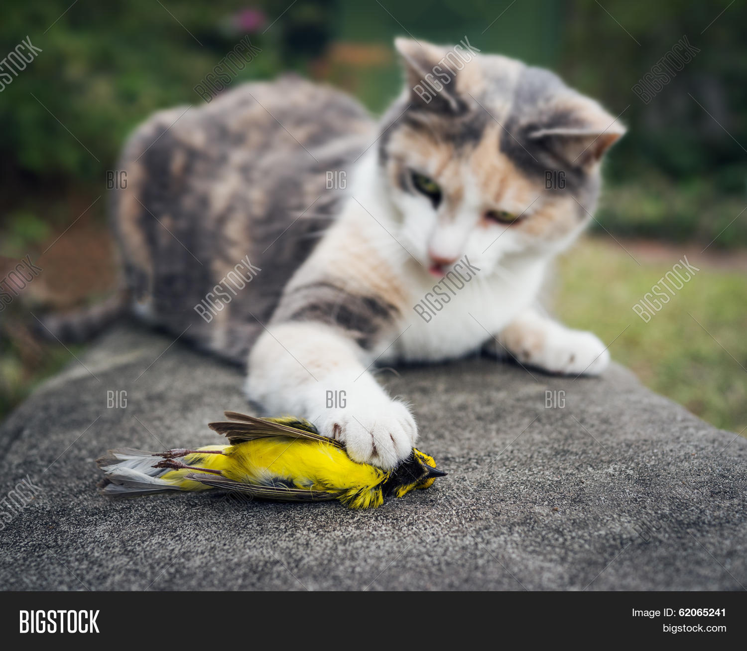 Calico Cat Holding Image & Photo (Free Trial) | Bigstock