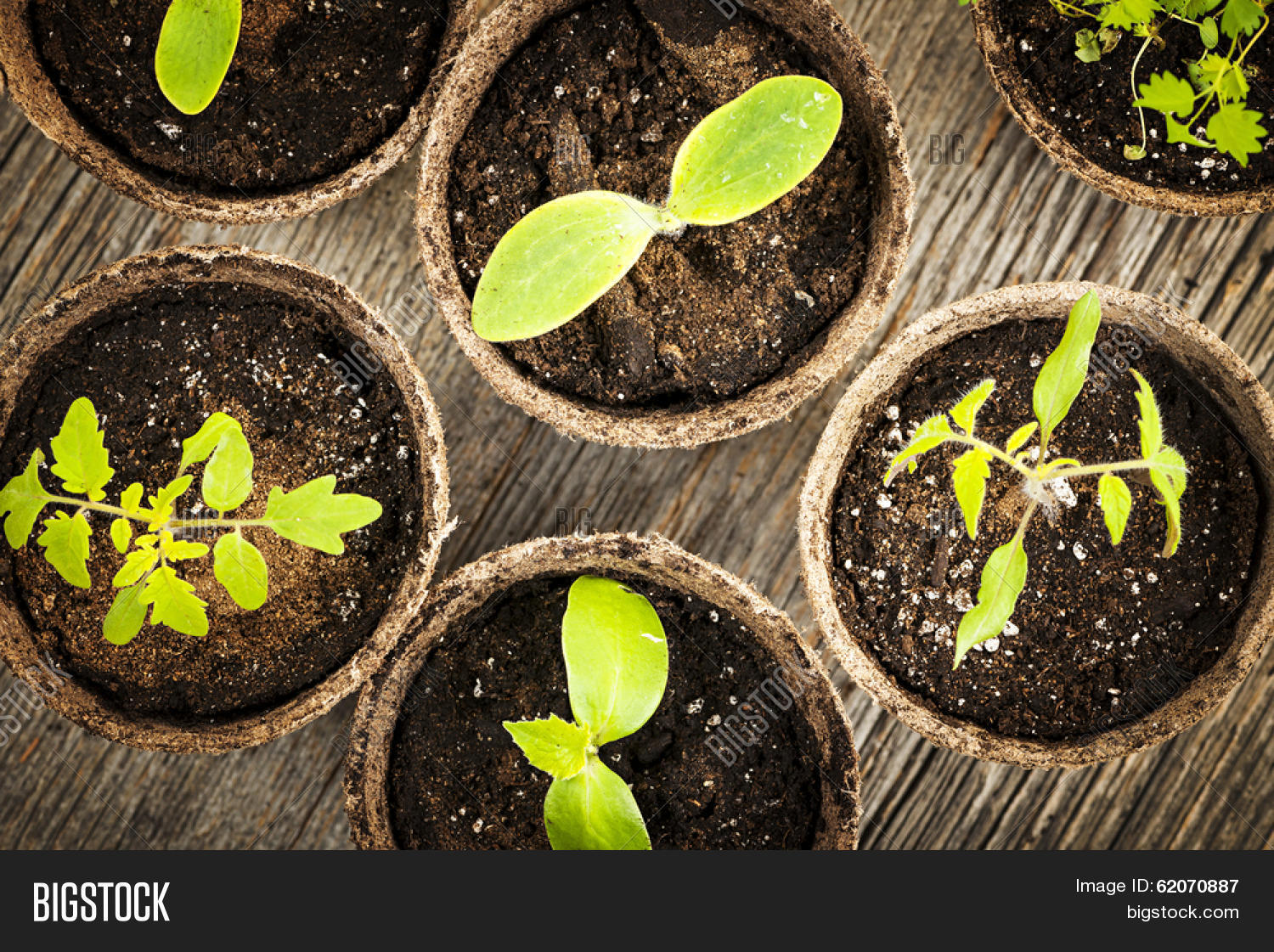 Potted Seedlings Image & Photo (Free Trial) | Bigstock