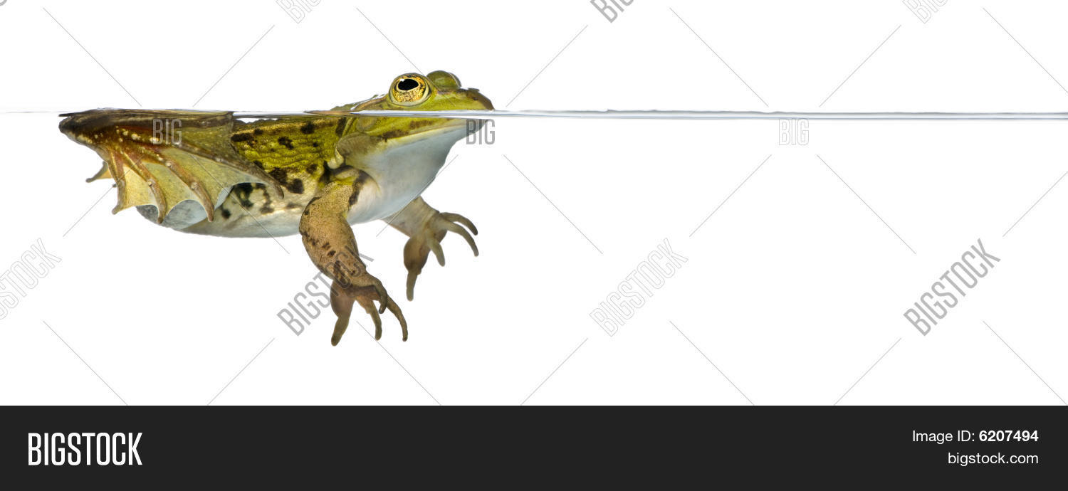 Frog Floating Water Image & Photo (Free Trial) | Bigstock