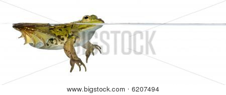 Frog Floating Water Image & Photo (Free Trial) | Bigstock
