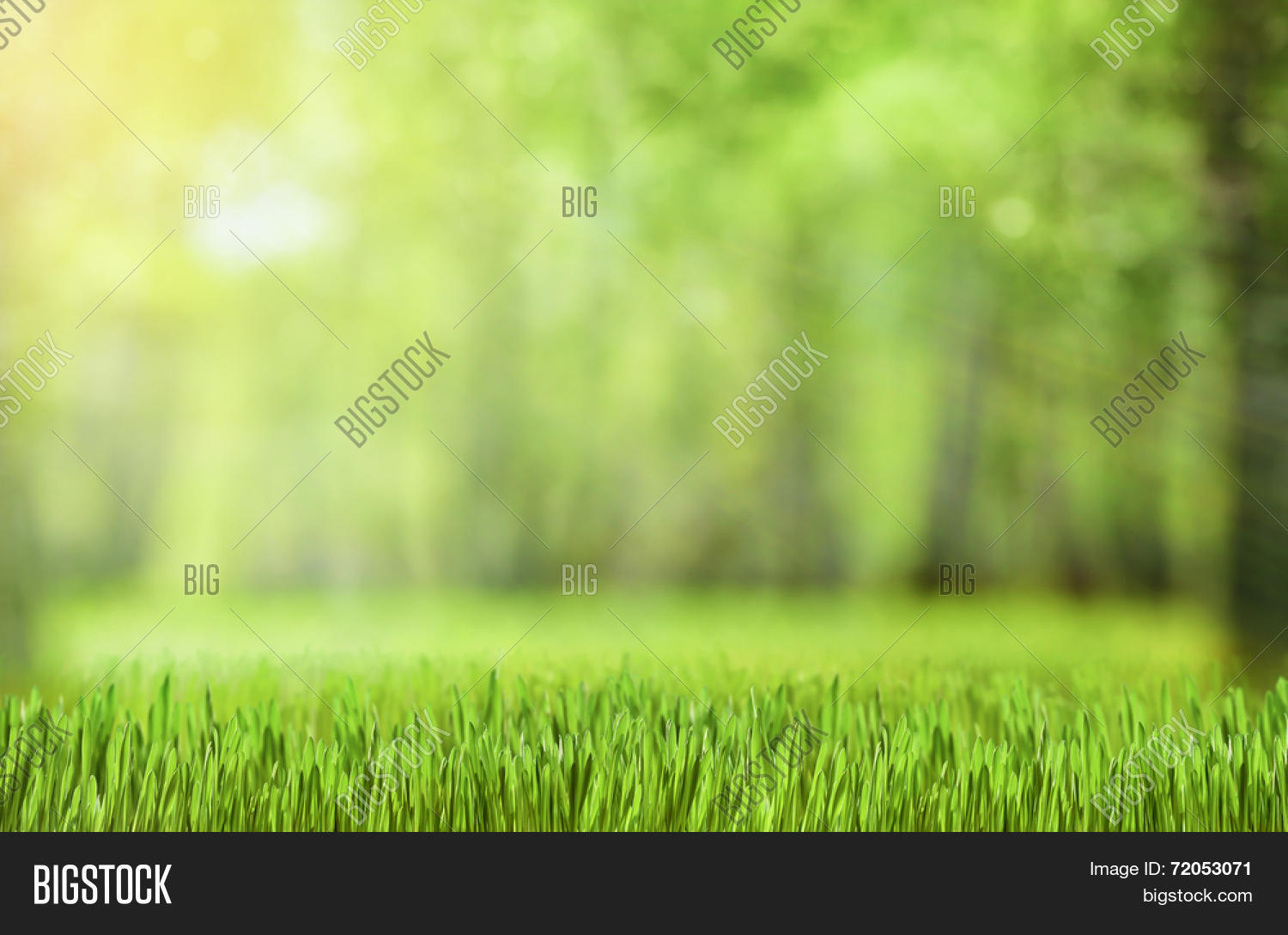 Natural Green Forest Image & Photo (Free Trial) | Bigstock