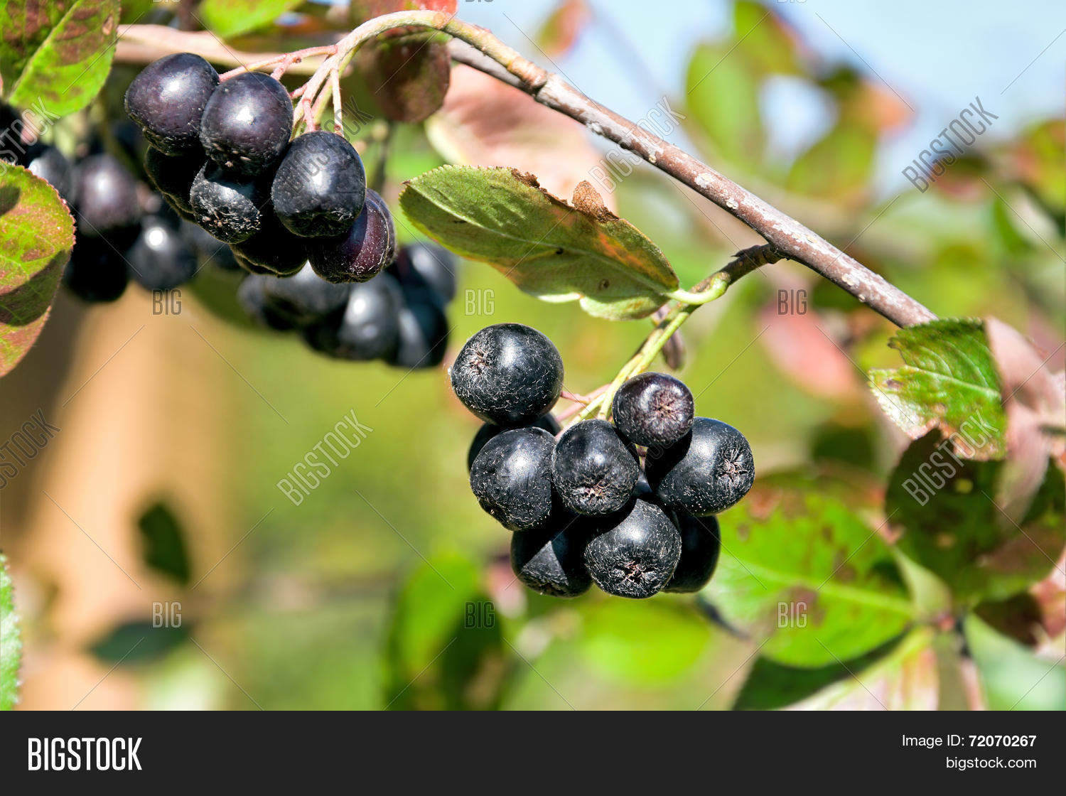 Choke-berry Close . Image & Photo (Free Trial) | Bigstock