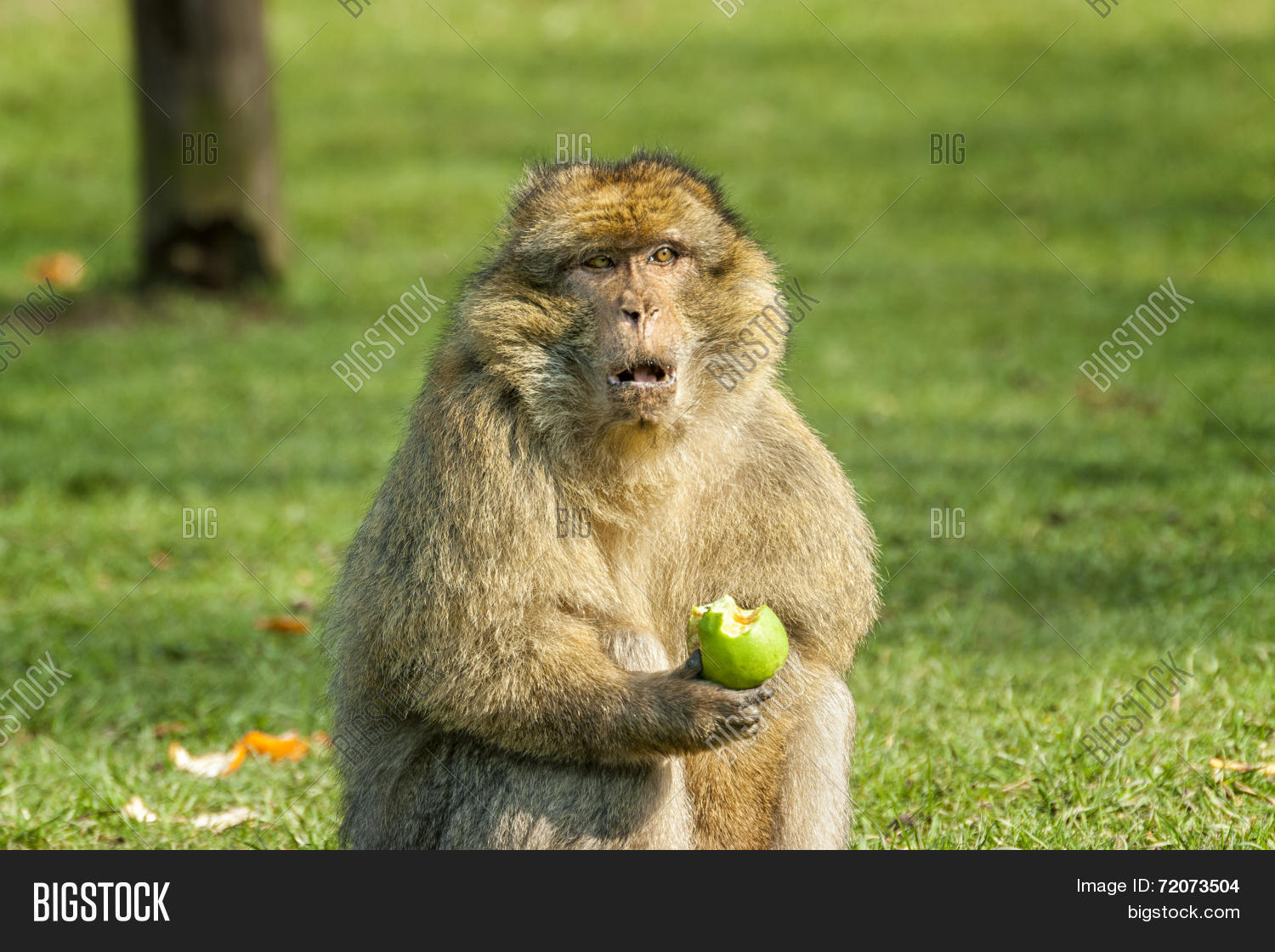 Barbary Macaque Eating Image & Photo (Free Trial) | Bigstock