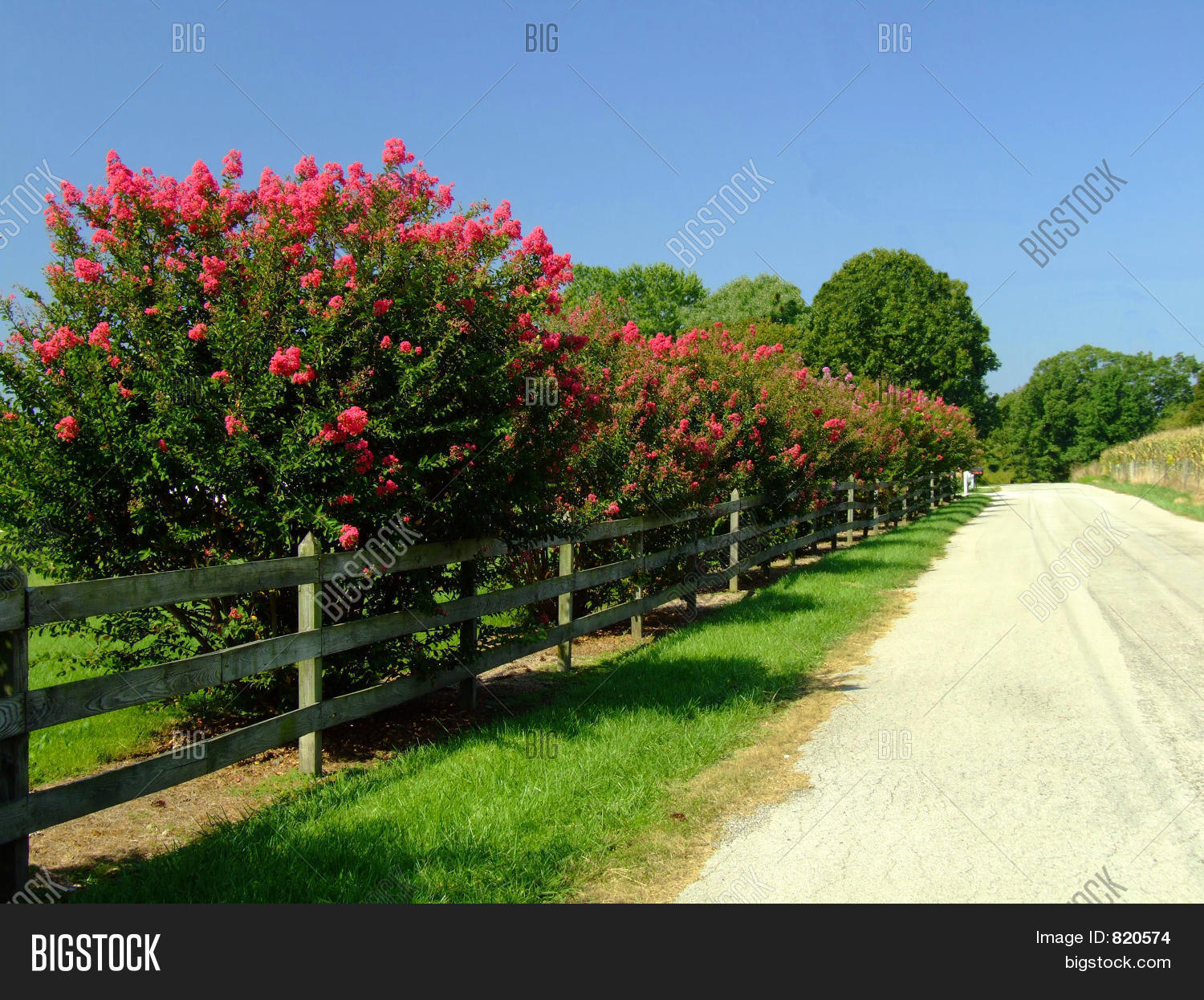 Row Crepe Myrtle Along Image & Photo (Free Trial) | Bigstock