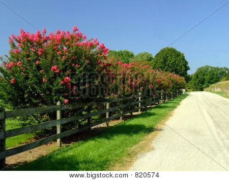 Row Crepe Myrtle Along Image & Photo (Free Trial) | Bigstock