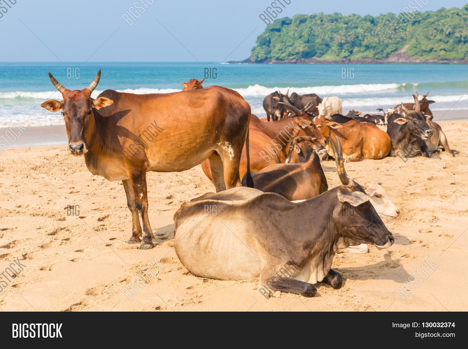 Cow On Beach Against Image & Photo (Free Trial) | Bigstock