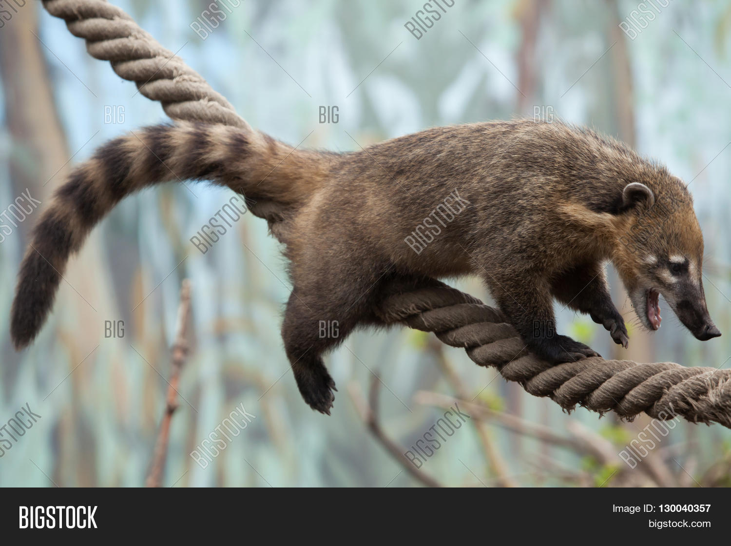 South American Coati ( Image & Photo (Free Trial) | Bigstock