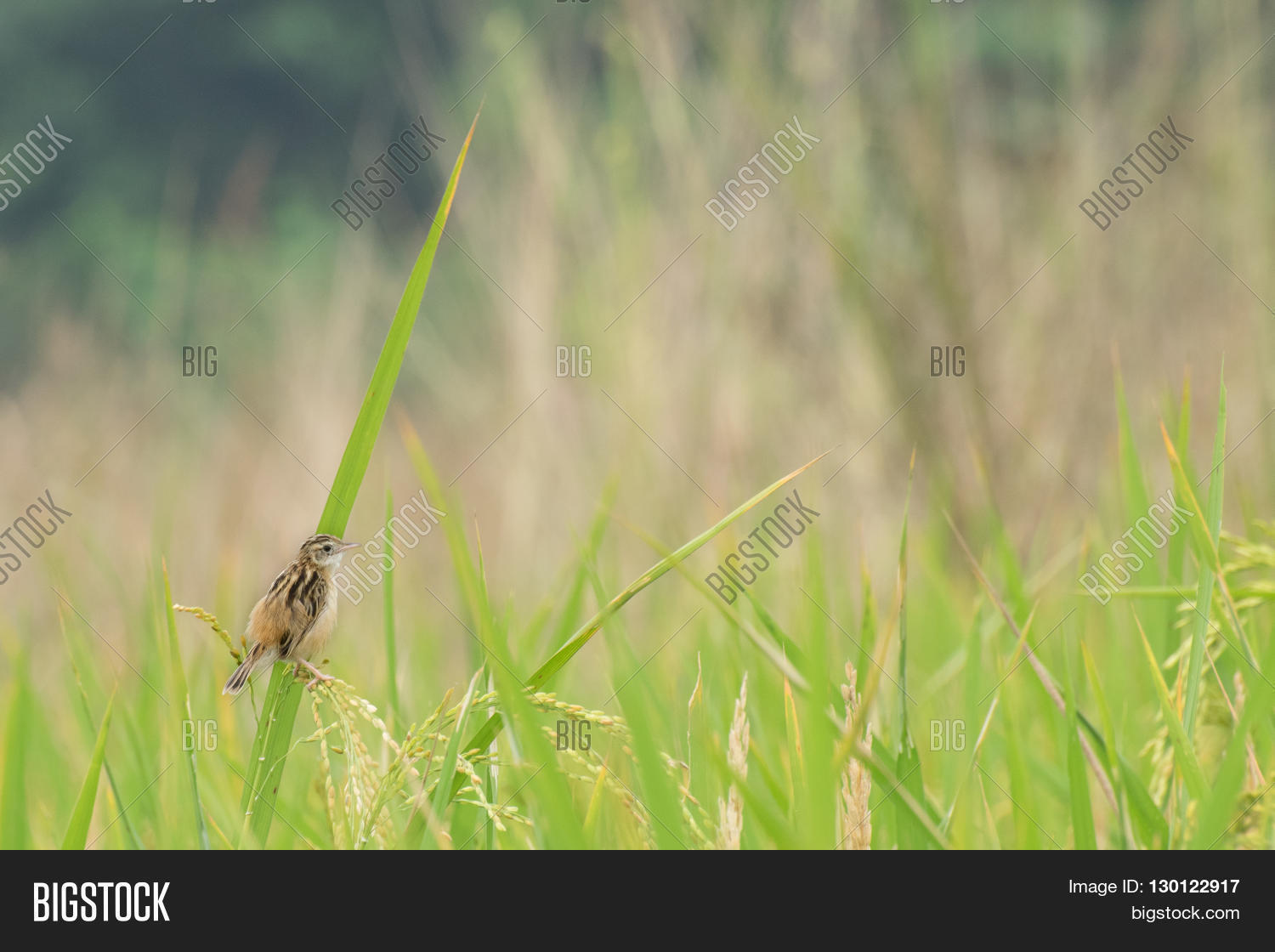 Fully Grown Paddy Image & Photo (Free Trial) | Bigstock