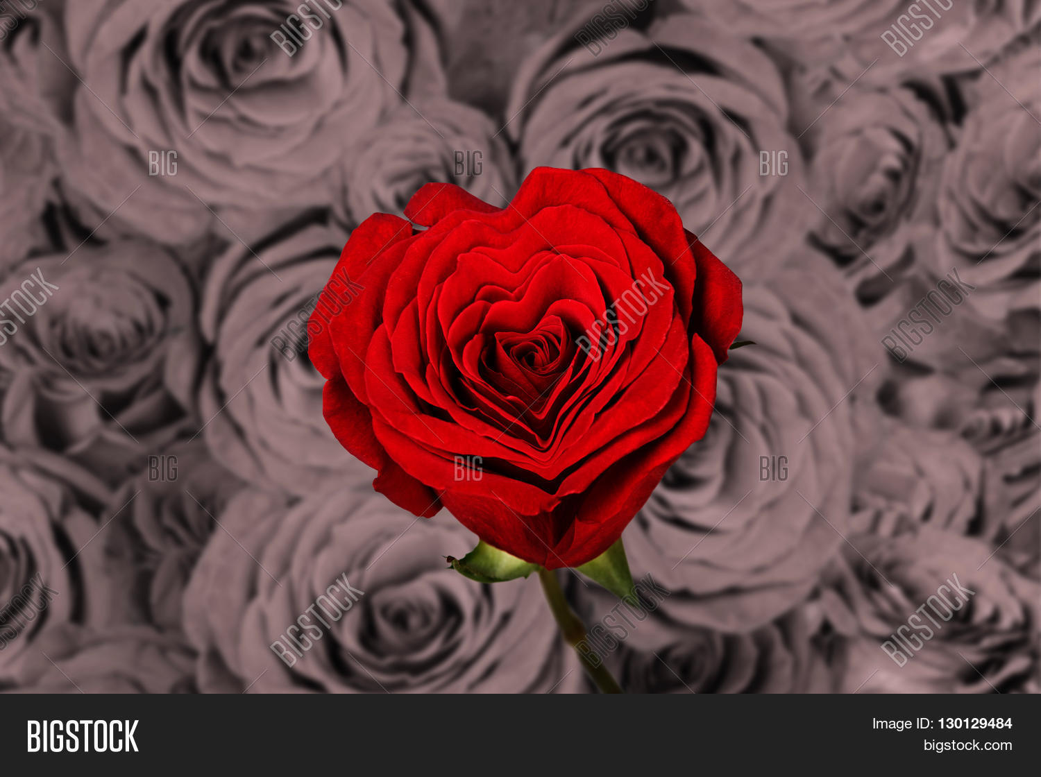 Saturated Red Rose Has Image & Photo (Free Trial) | Bigstock
