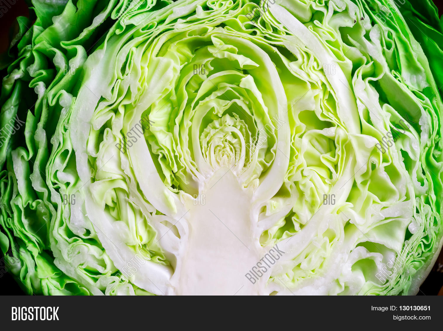 Young Cabbage. Cut Image & Photo (Free Trial) | Bigstock