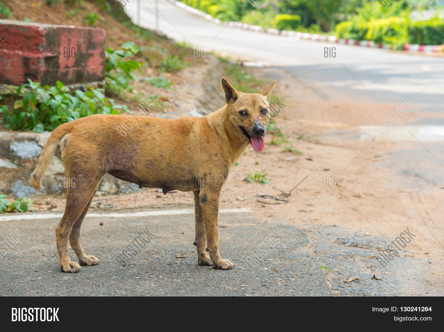 Stray Dog Breed Native Image & Photo (Free Trial) | Bigstock