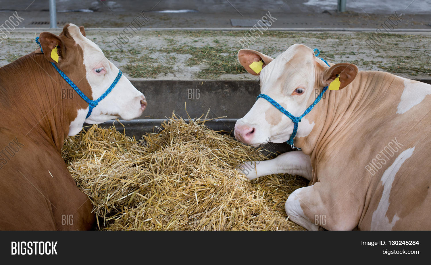 Simmental Cattle Image & Photo (Free Trial) | Bigstock