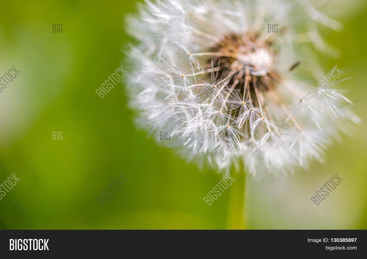 Dandelion Seeds Close Image & Photo (Free Trial) | Bigstock