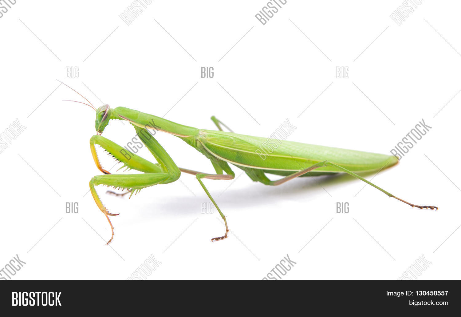 Female European Mantis Image & Photo (Free Trial) | Bigstock