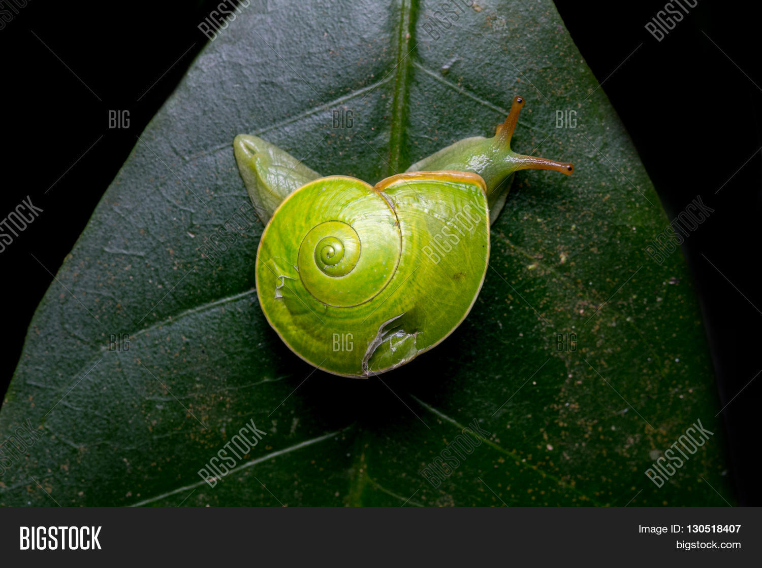 Green Snail , Close- Image & Photo (Free Trial) | Bigstock