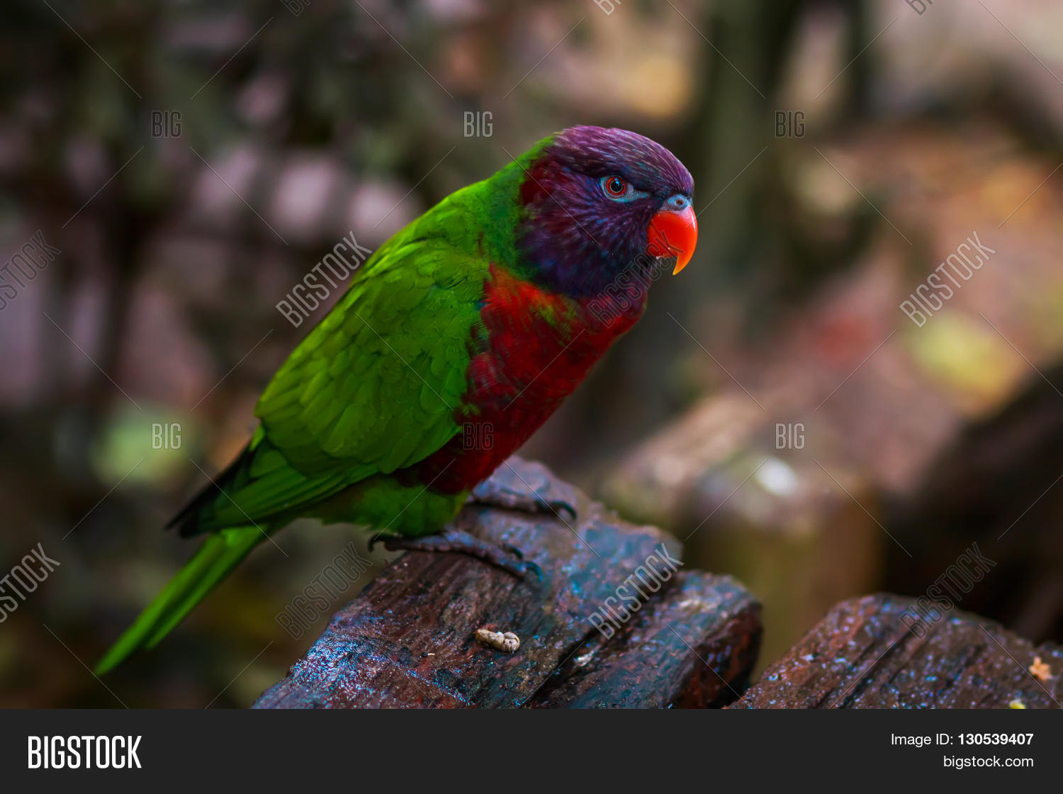 Closeup Single Parrot Image & Photo (Free Trial) | Bigstock