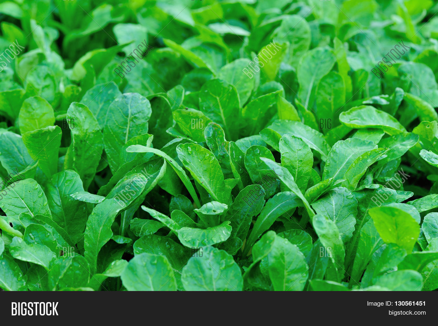 Green Choy Sum Growth Image & Photo (Free Trial) | Bigstock