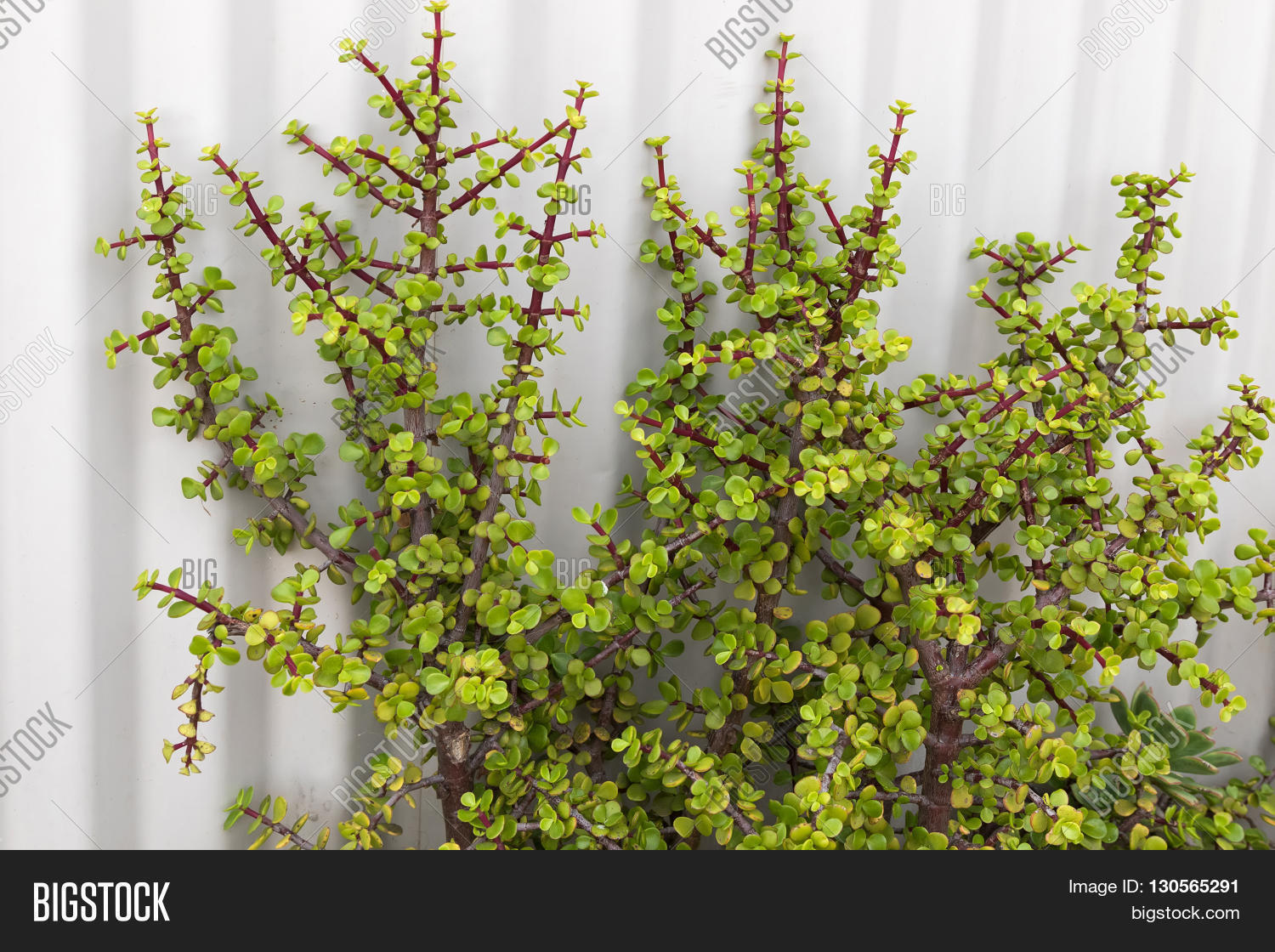 Home Grown Mini Jade Image & Photo (Free Trial) | Bigstock