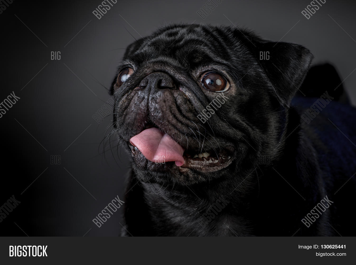 Pug Puppy Dog Black Image & Photo (Free Trial) | Bigstock