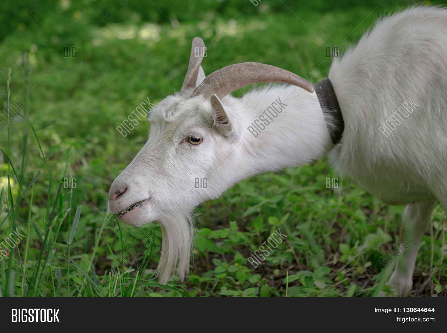 White Goat Grazing Image & Photo (Free Trial) | Bigstock