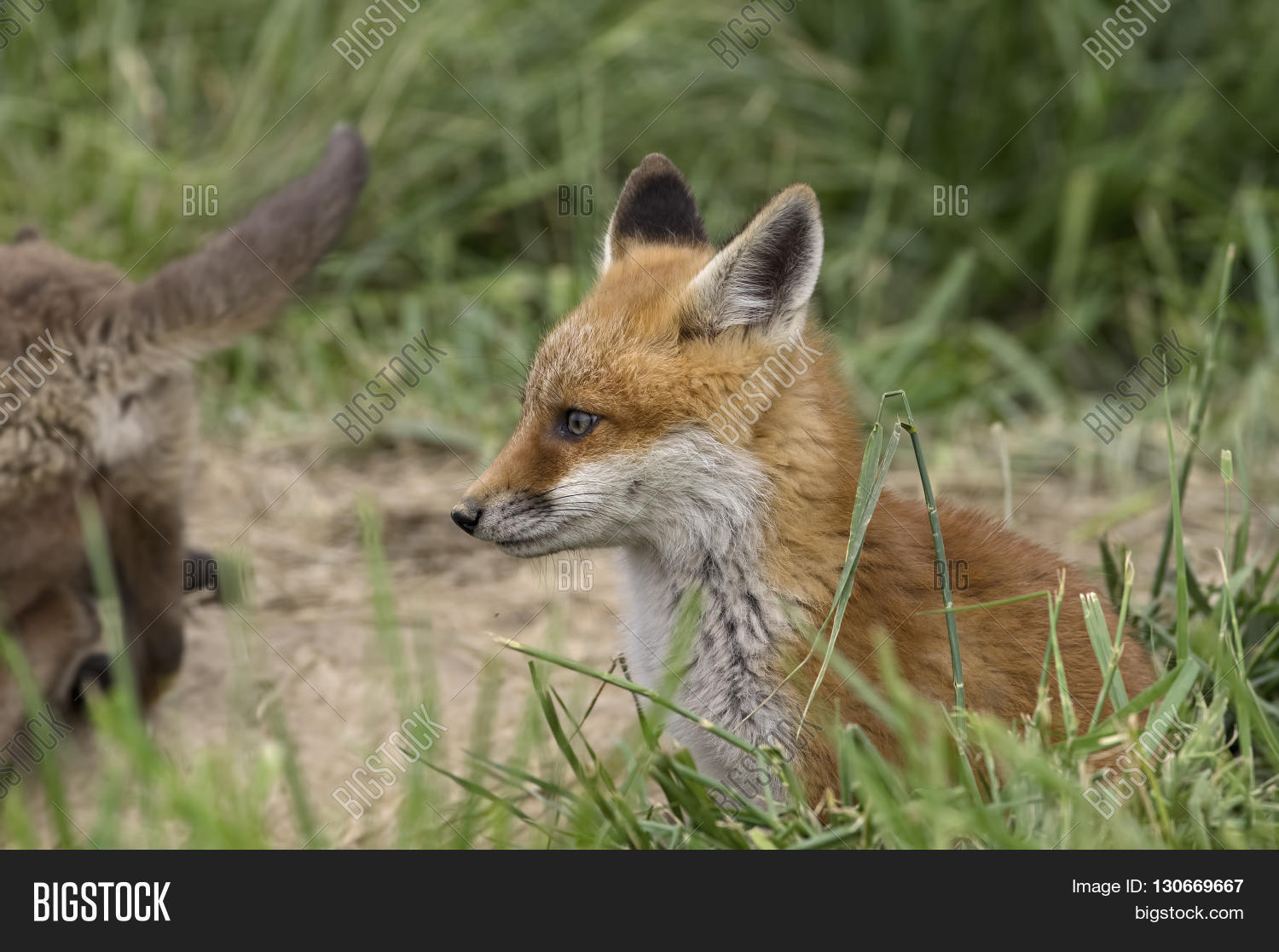 Young Red Fox Den. Red Image & Photo (Free Trial) | Bigstock