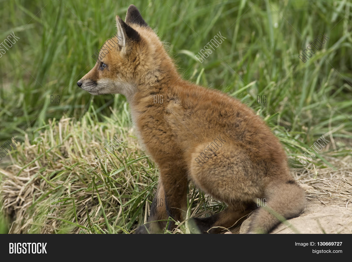 Young Red Fox Den. Red Image & Photo (Free Trial) | Bigstock