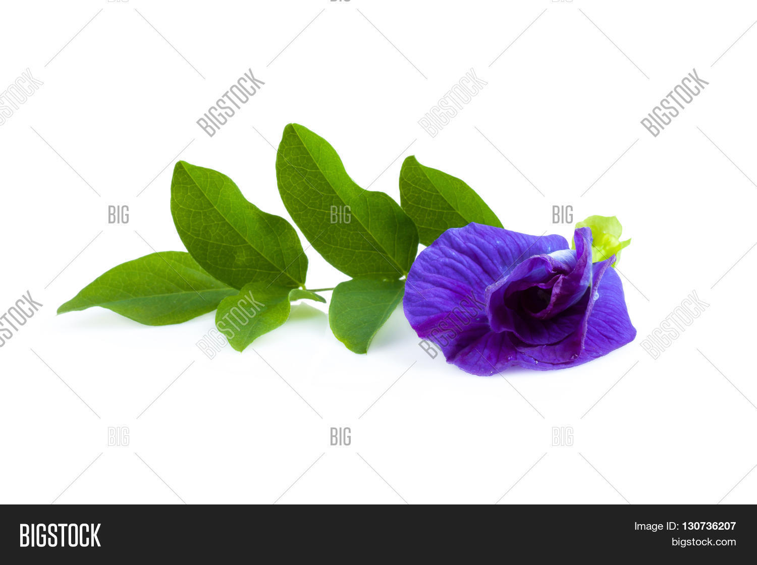 Pea Flower Anchan Image & Photo (Free Trial) | Bigstock