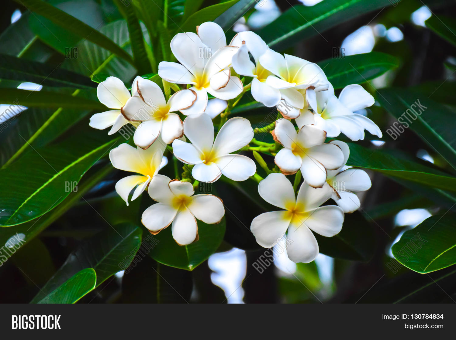 Champa Flower Image & Photo (Free Trial) | Bigstock