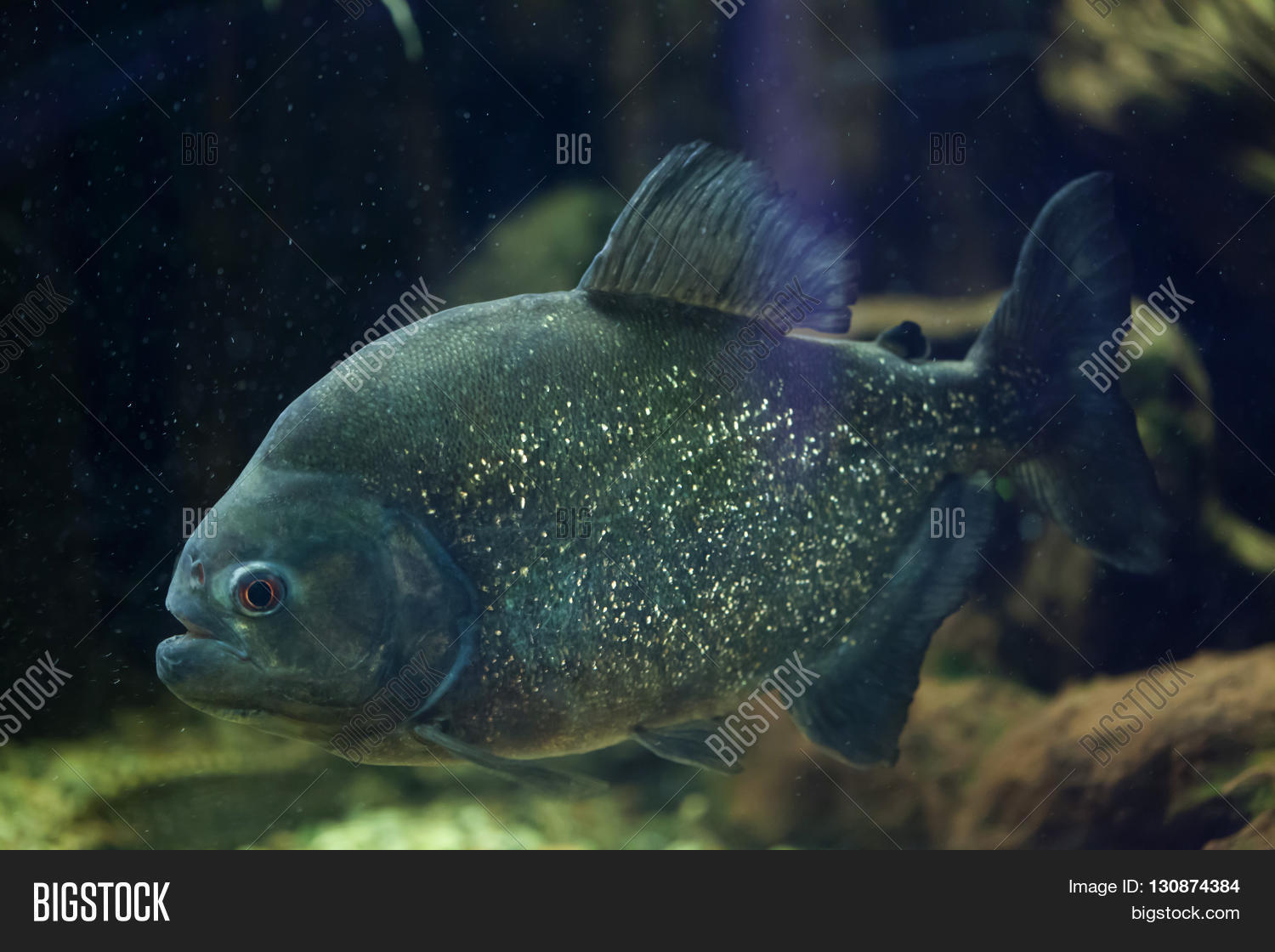Red Piranha ( Image & Photo (Free Trial) | Bigstock