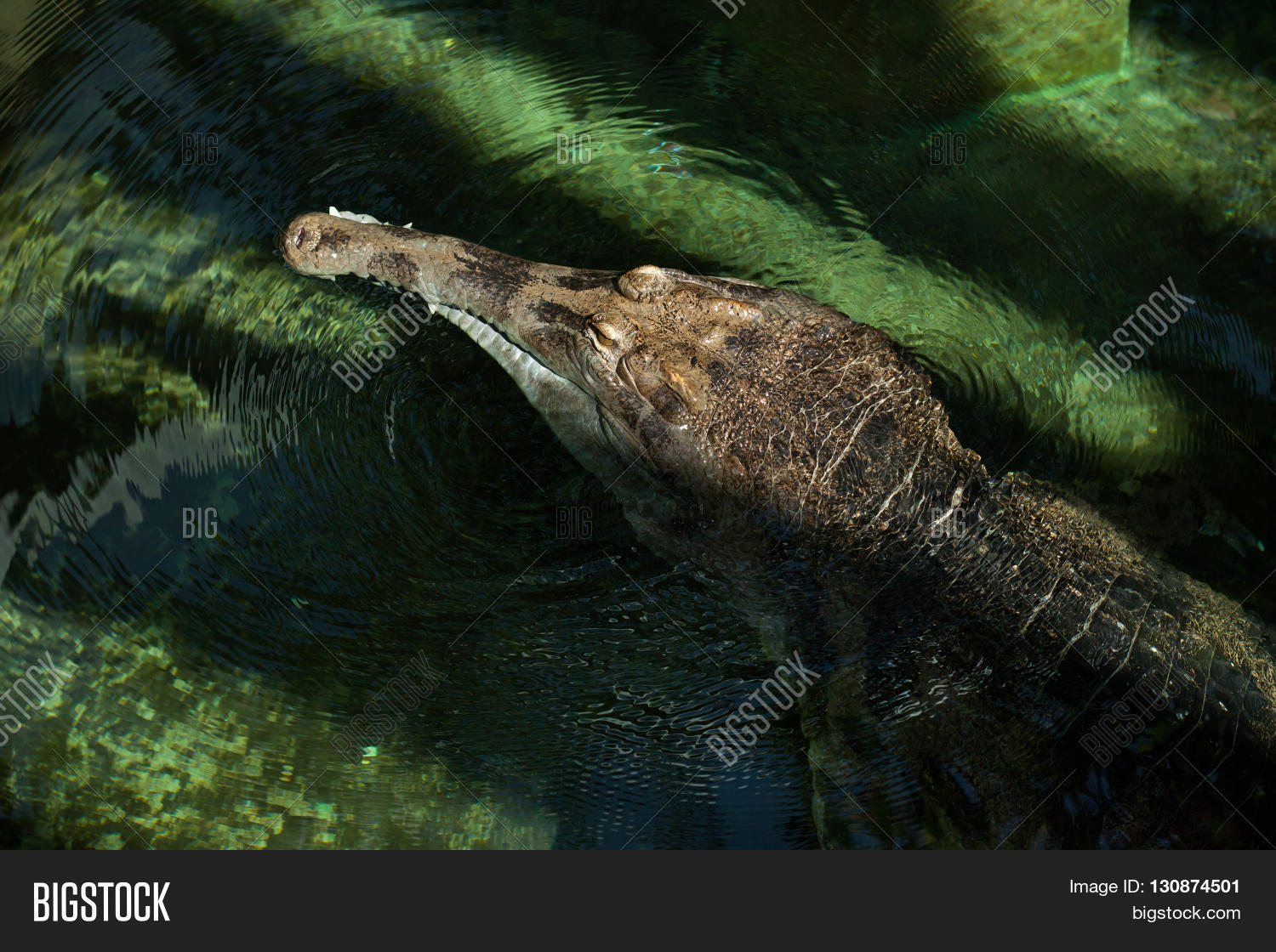 False Gharial ( Image & Photo (Free Trial) | Bigstock