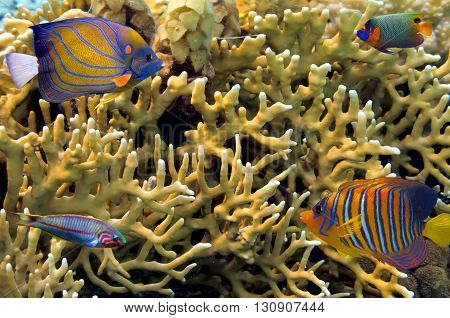 Underwater Life Close Image & Photo (Free Trial) | Bigstock