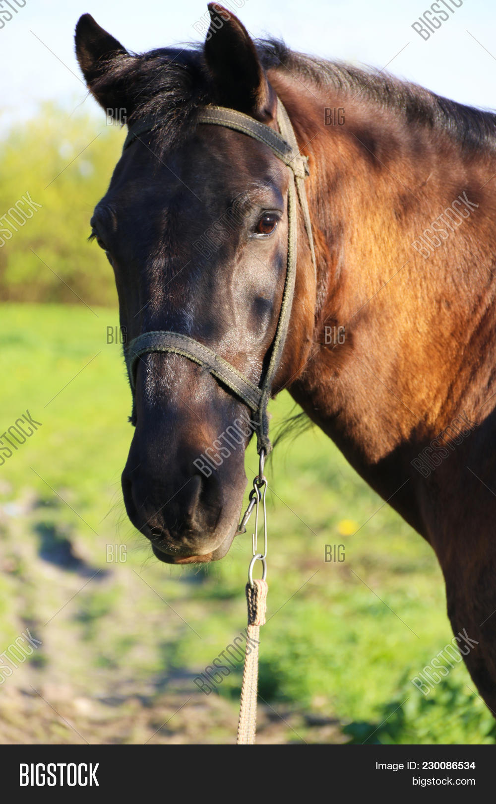 Horse Looks Camera Image & Photo (Free Trial) | Bigstock