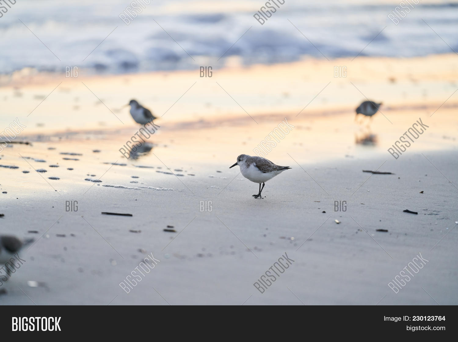 Group Sanderlings Image & Photo (Free Trial) | Bigstock