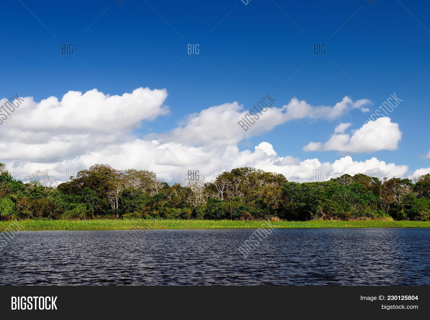 Amazonian Jungle South Image & Photo (Free Trial) | Bigstock