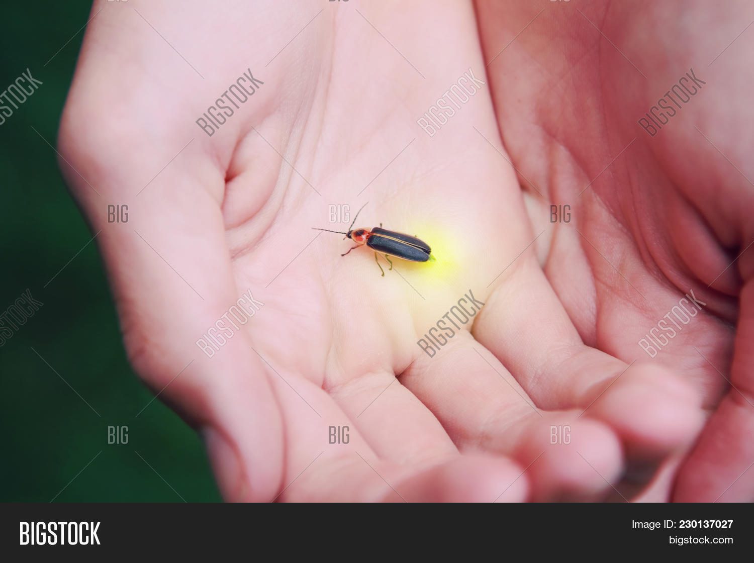Firefly On Child's Image & Photo (Free Trial) | Bigstock