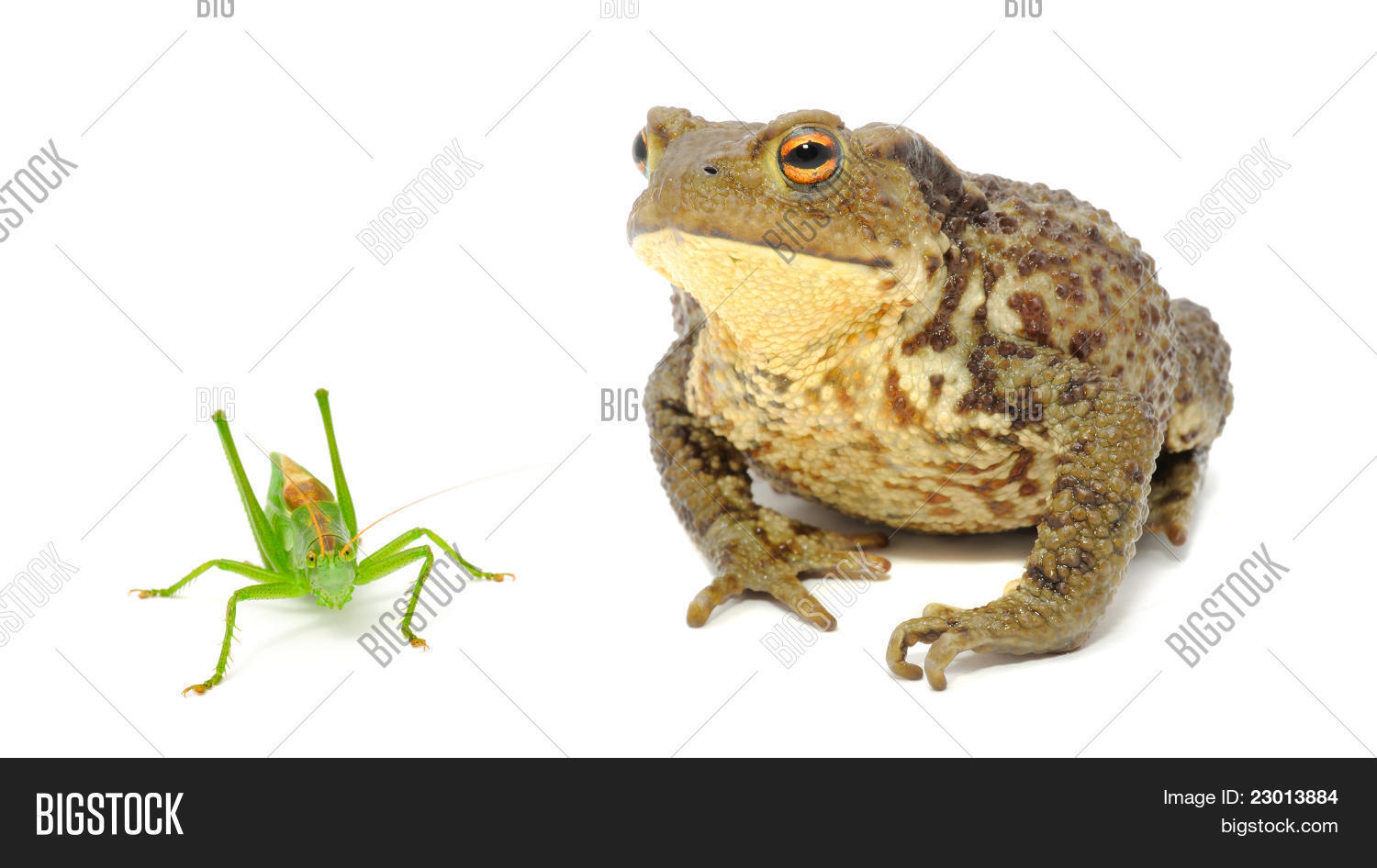 Frog Grasshopper Image & Photo (Free Trial) | Bigstock